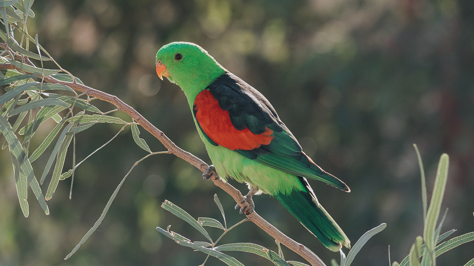 Pod papugami, czyli australijskie papugi w obiektywie Przedeptane